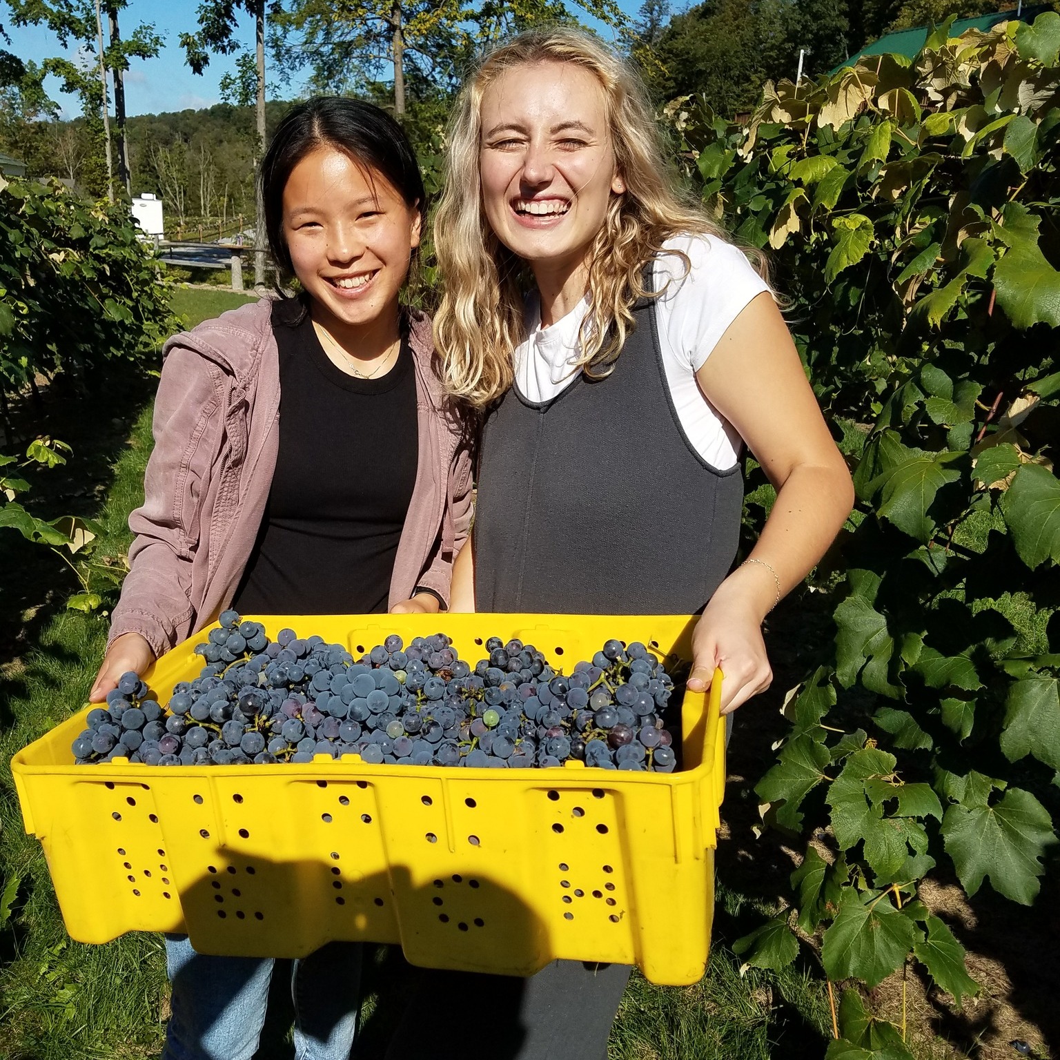 Chemistry Students Help Bring in Harvest at Local Winery – Troubadour